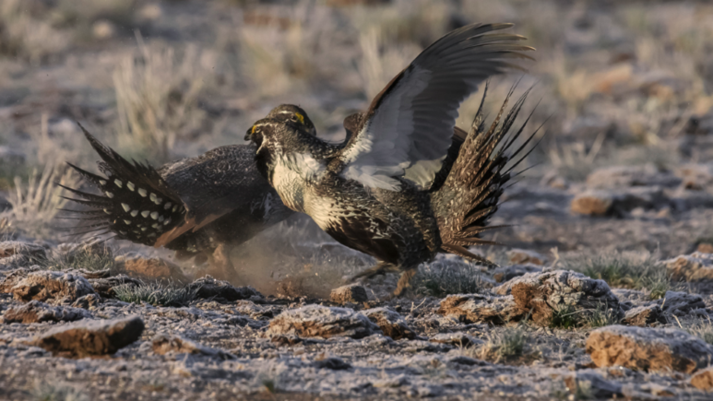 New Sage Grouse Plan 'Workable' For Farmers, Ranchers - Drovers