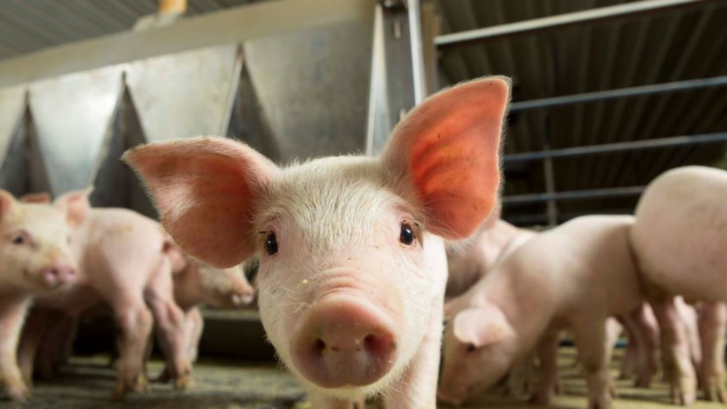 Heat Sources for Post-Weaning Pigs - Pork Business