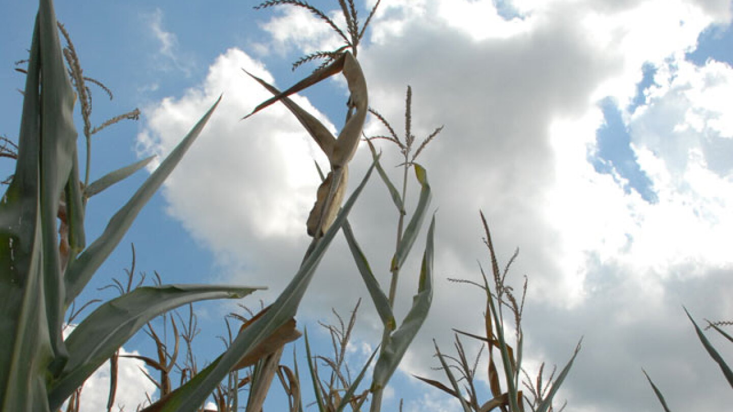 Weather Trends Still Favor Plains, Western Corn Belt Summer Dryness - AgWeb