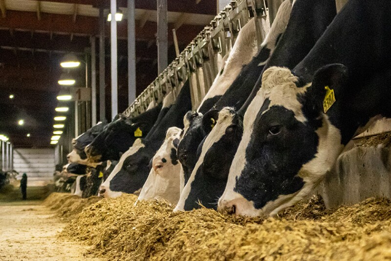 holstein cattle feed