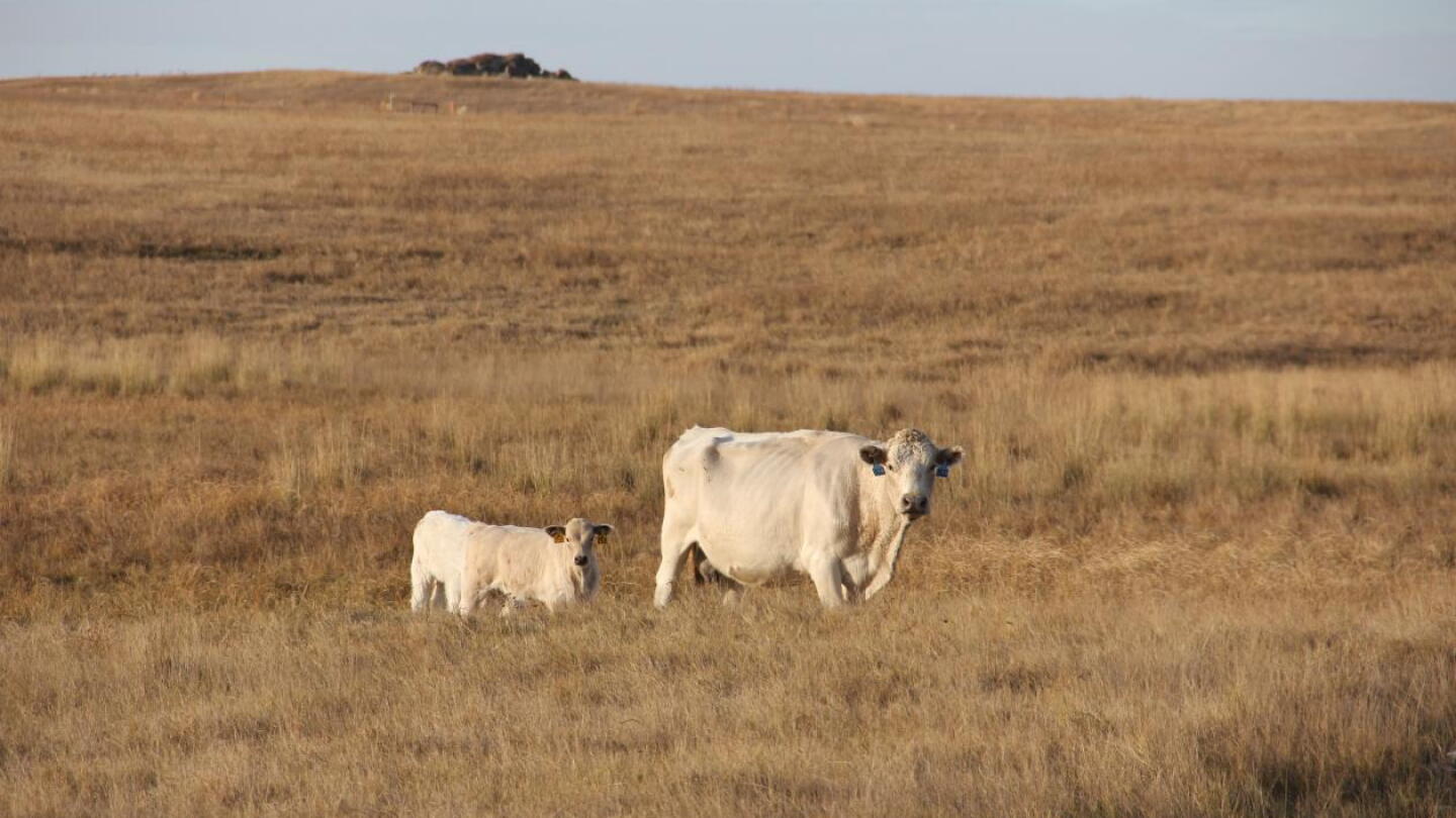 Drought in Dakotas Worsens, Selling Cattle in Mile-Long Lines - Drovers