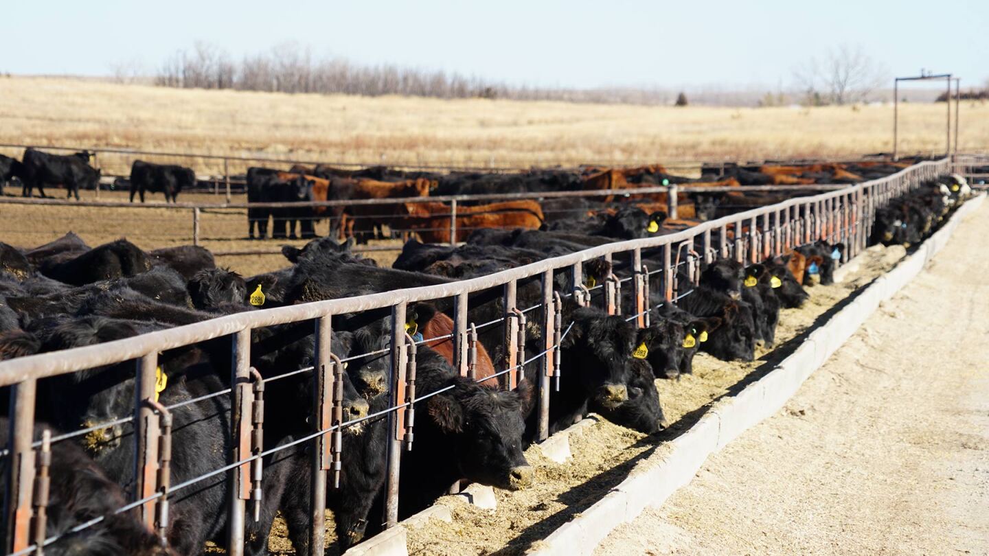 Miller: Cattle Market Reform Necessary for a Sovereign, Secure Food System