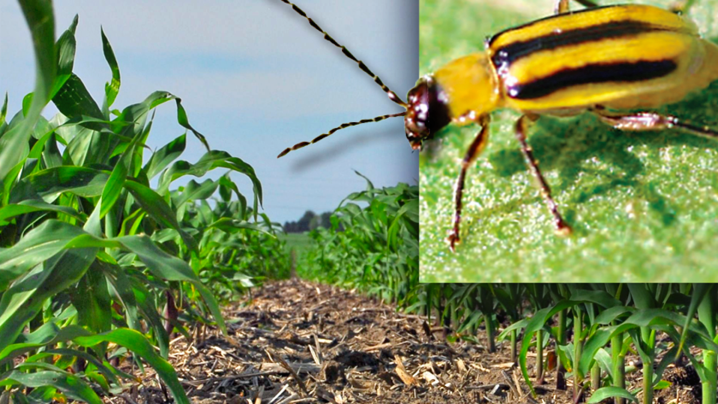 corn rootworm
