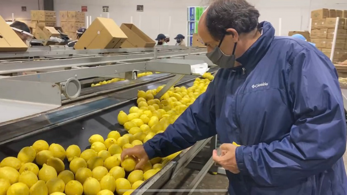 Salix Fruits kicks off the Argentine lemon season - The Packer