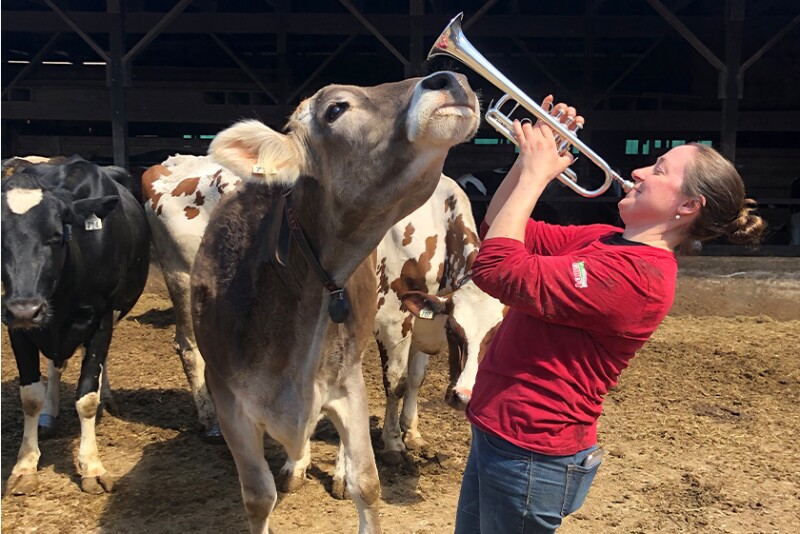 playing trombone for cows