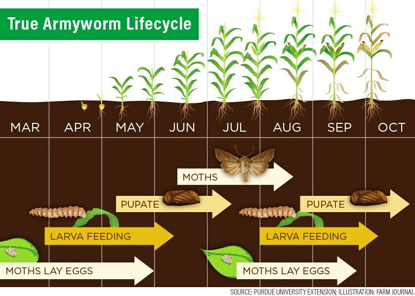 corn rootworm life cycle