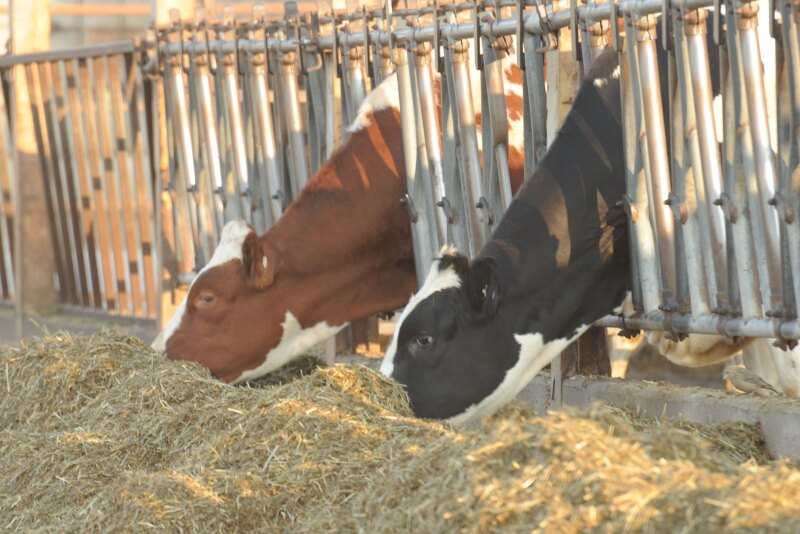 Dry Cow Management Basics 101 - Dairy Herd Management