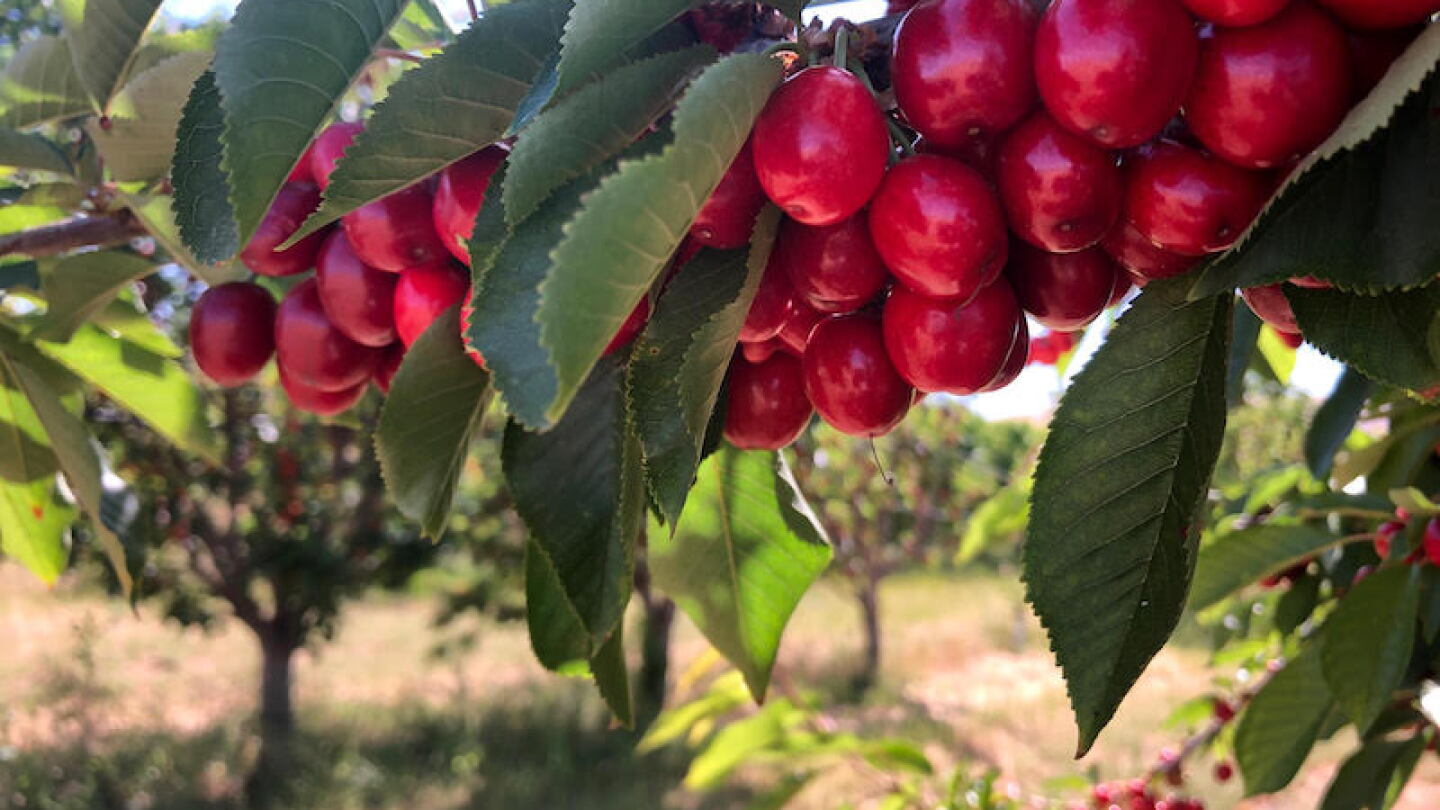 Fruit World's stone fruit season aims to deliver flavor for retailers ...