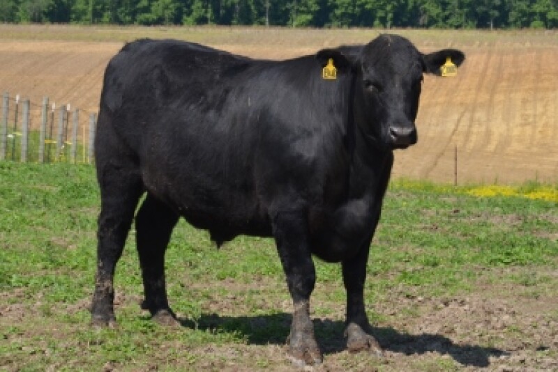 How Many Pounds of Meat to Expect From A Beef Animal? - Drovers