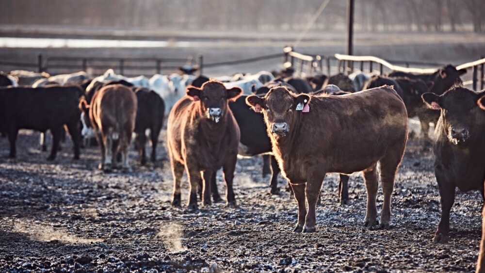 Four Considerations For Calf Hernia Repair In The Field - Bovine Vet