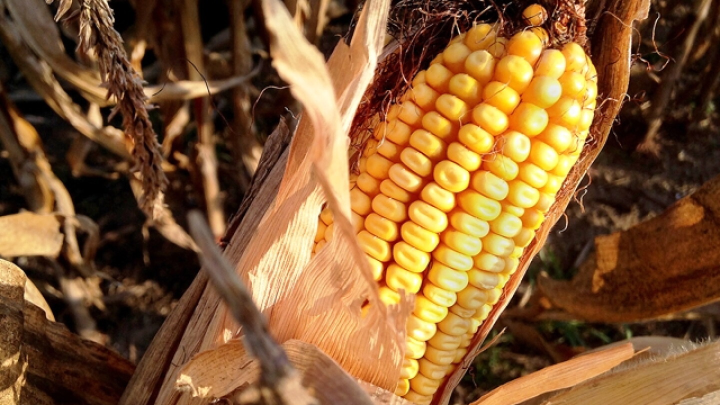 China's Huge Corn Pile Shrinks as Output Drops Most in 16 Years - AgWeb