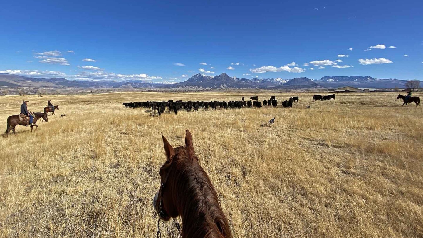 Study Identifies Consistent Indicators Supporting Ranch-Level ...