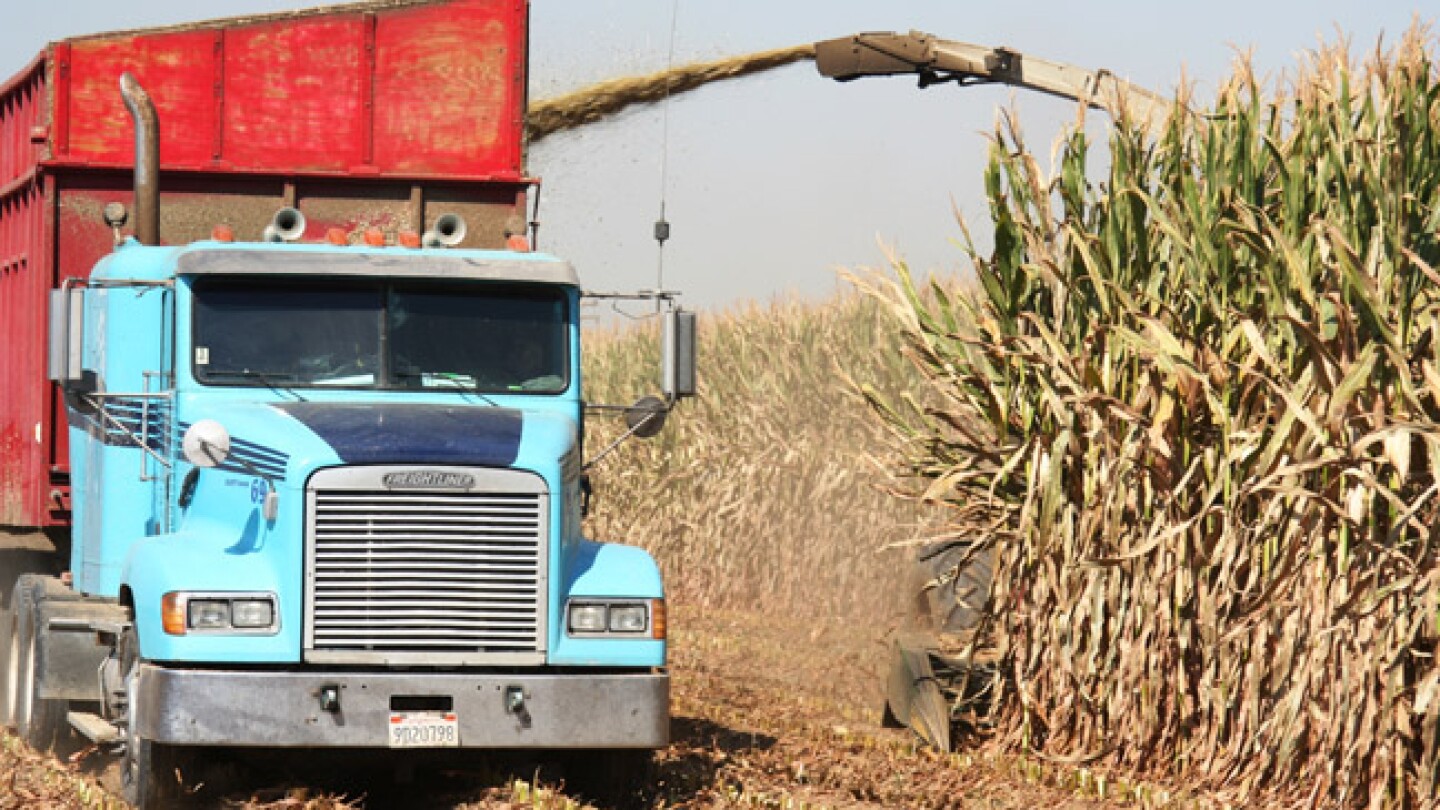 chopping corn in mud