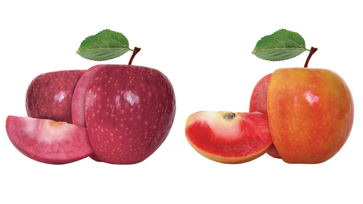 Red-flesh apple varieties Lucy Rose, Lucy Glo to return for fall - The ...