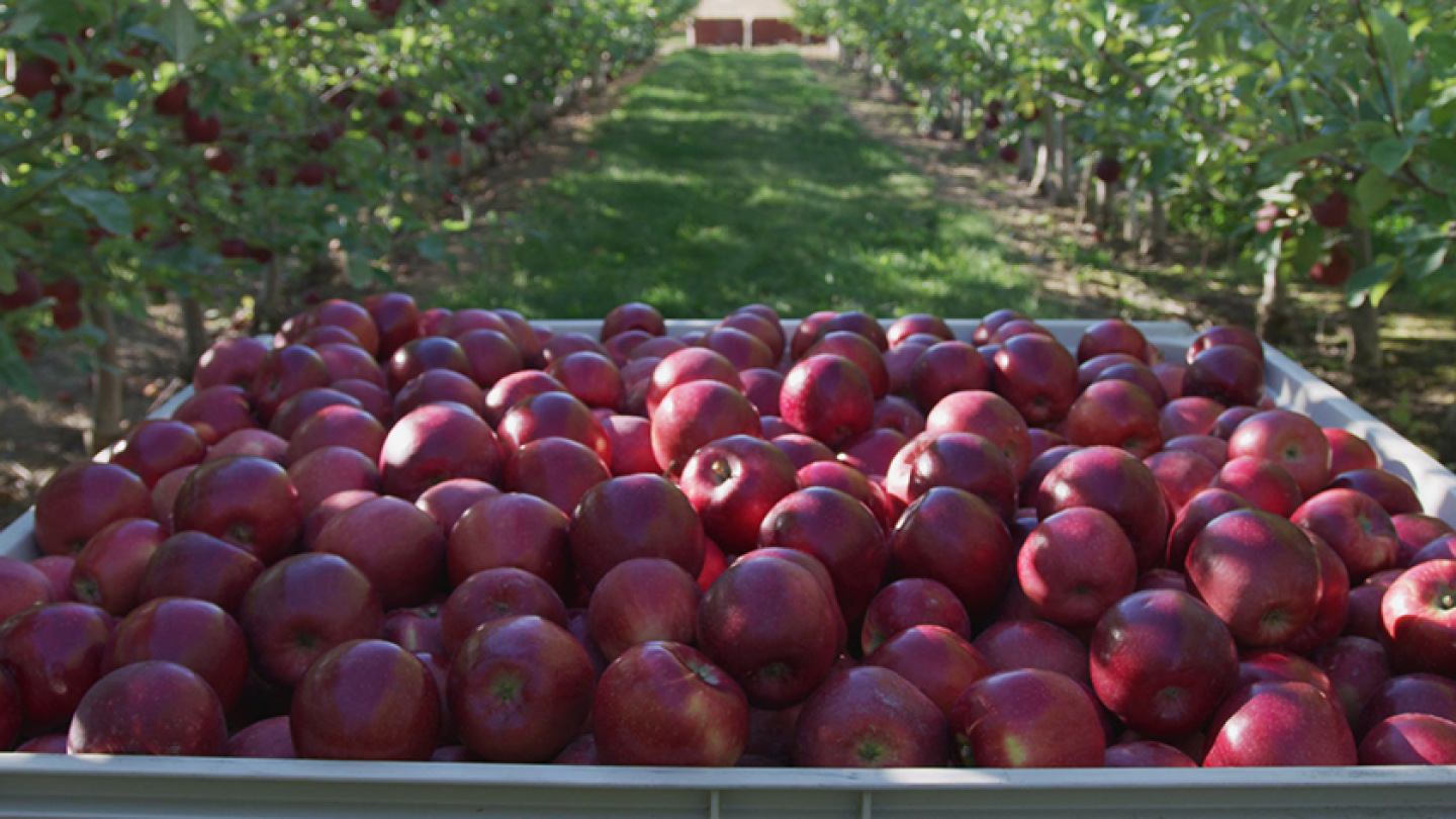 Stemilt to launch Cosmic Crisp as year-round apple variety - The Packer