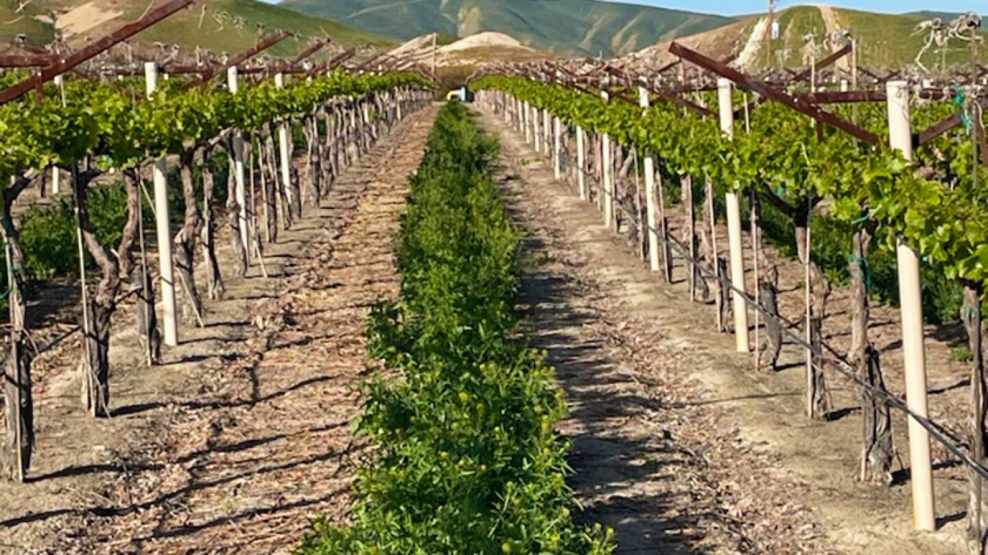 Cold weather and rain delay grape season - The Packer - Fruit and ...