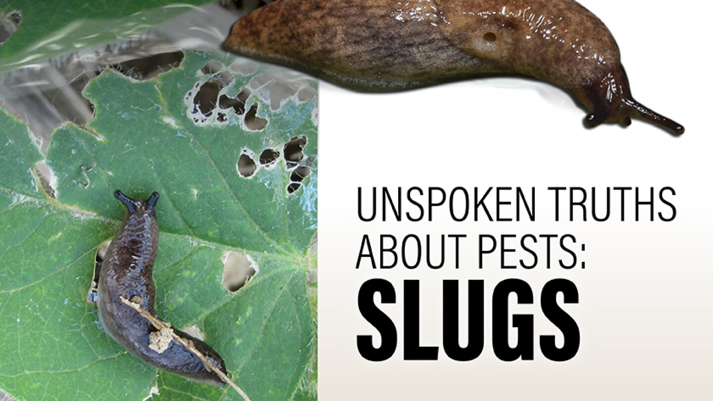 Unspoken Truths About Pests: Slugs - AgWeb