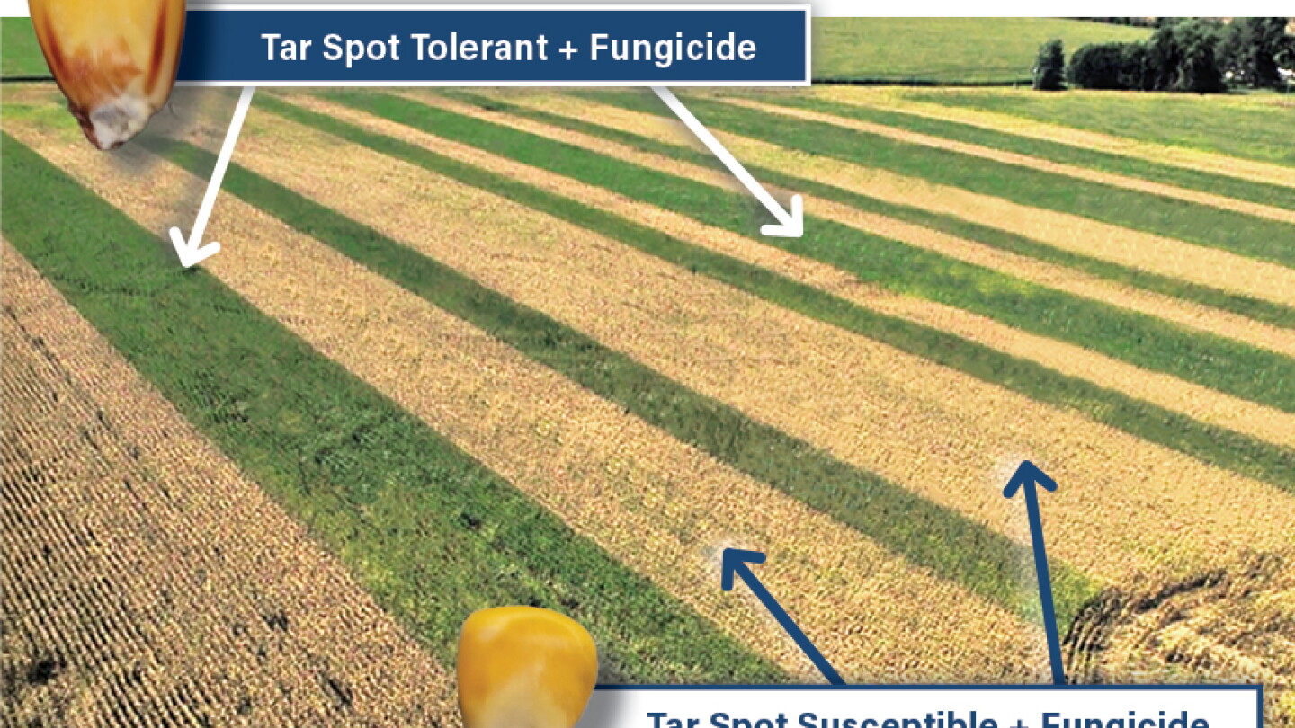 Risk–Reward: Tar Spot Tolerant Versus Susceptible Hybrids - AgWeb