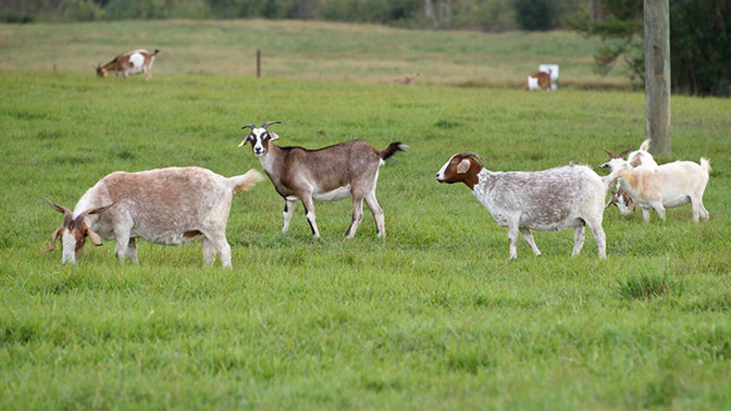 Minnesota Goat Confirmed to Have Highly Pathogenic Avian Influenza - AgWeb