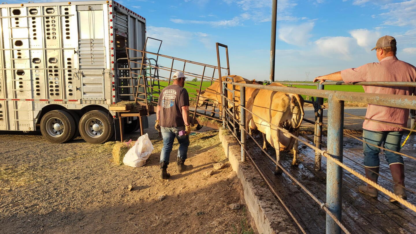 The Five Cow Transportation Tips You Need to Know During Hot Weather ...