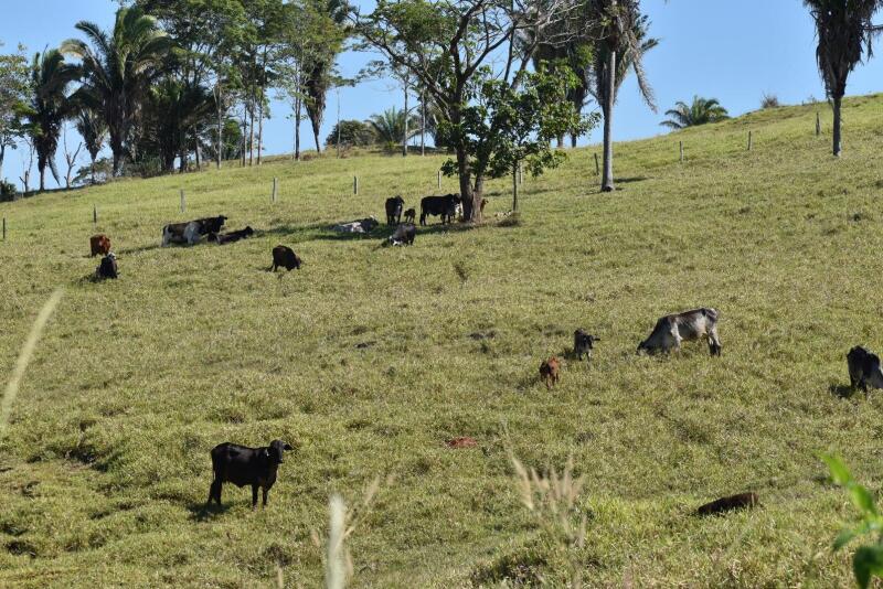 cattle ranching cause deforestation