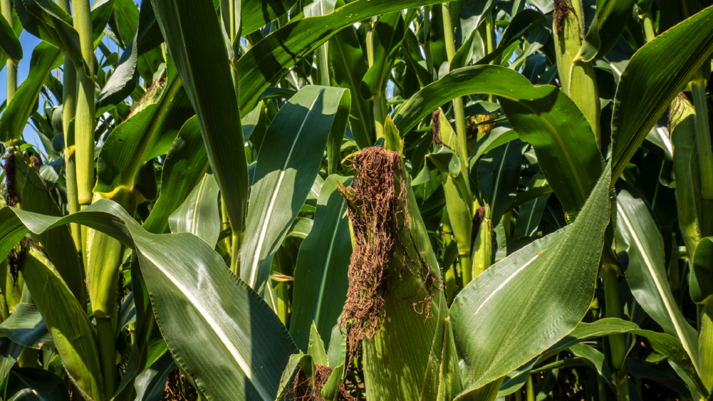 Consultant Raises Paraguay Corn Crop Estimate - AgWeb