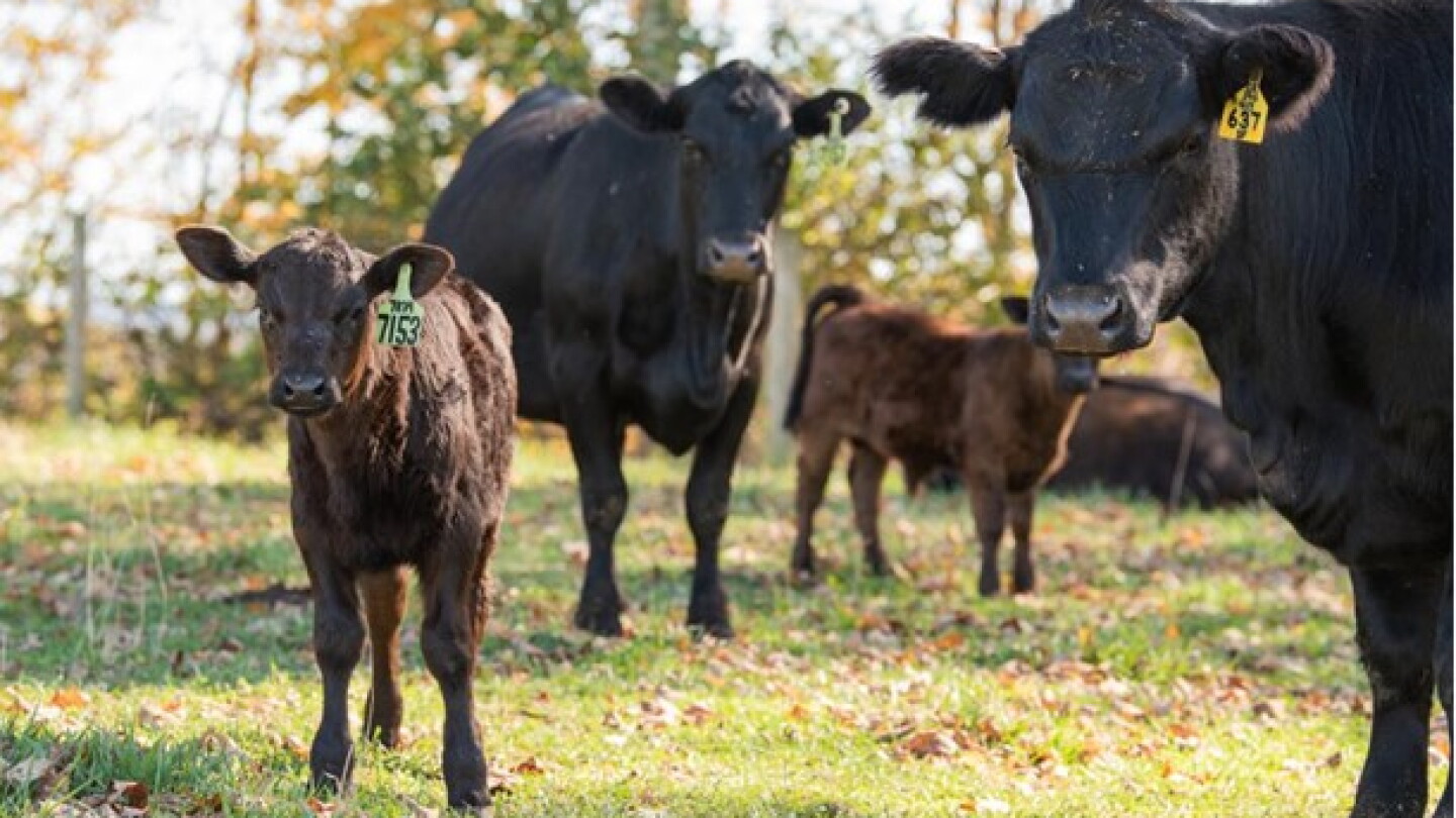 Economic Impact of Increased Cow Milk Production - Drovers