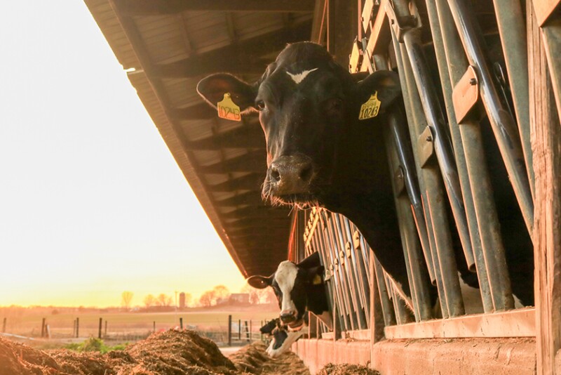 Insights into the USDA's New Milk Pricing Reforms - Dairy Herd