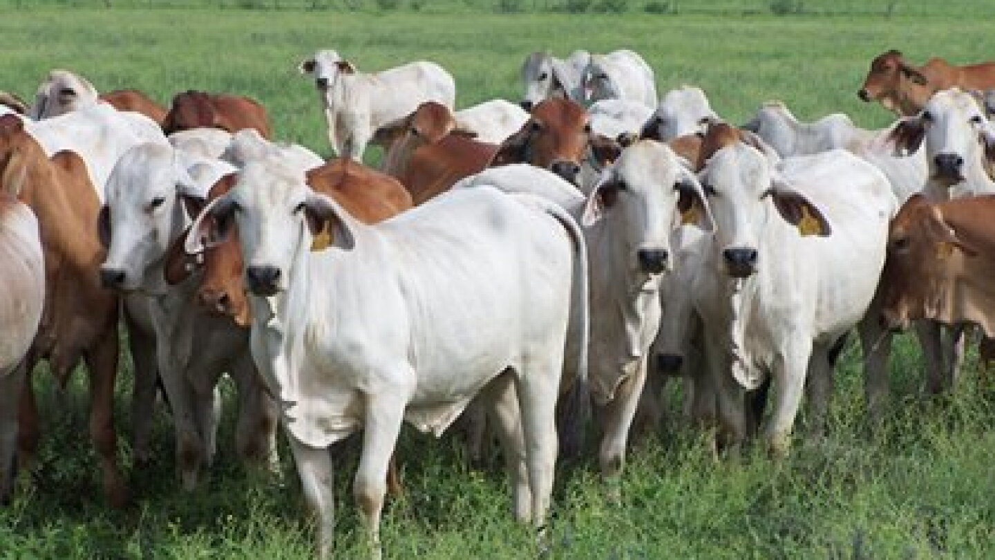 Brazil Cracks Down on Illegal Cattle Operations - AgWeb