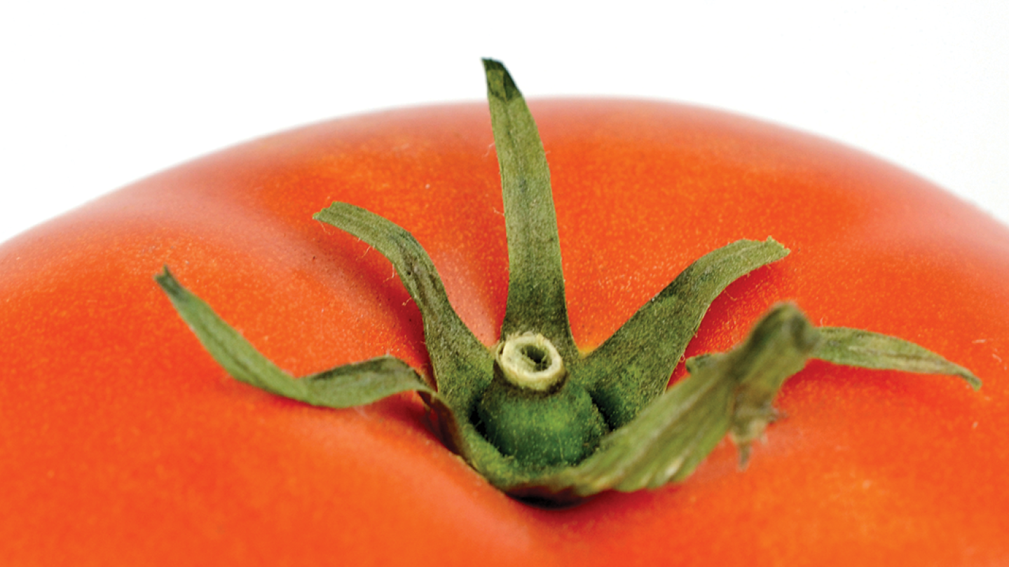 De Ruiter Commercializes Five New Tomato Varieties with Multigene Virus ...