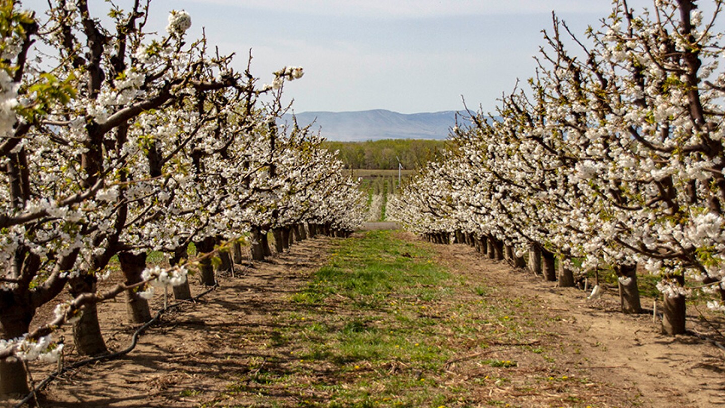 Report: Fruit and nut production to show mixed trends - The Packer ...