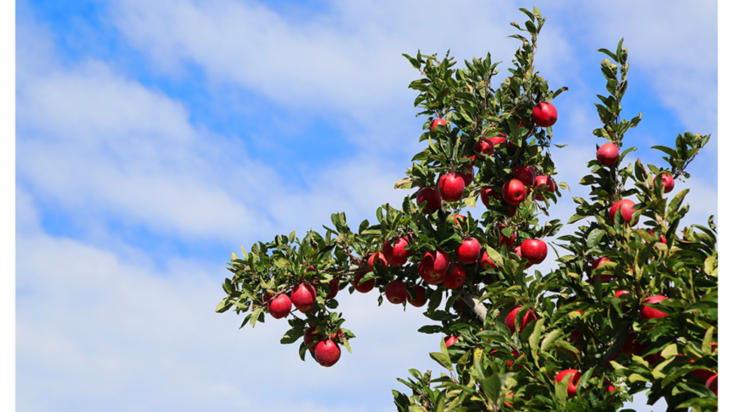 New Zealand Envy apple crop sets record, nears $1B sales revenue - The ...