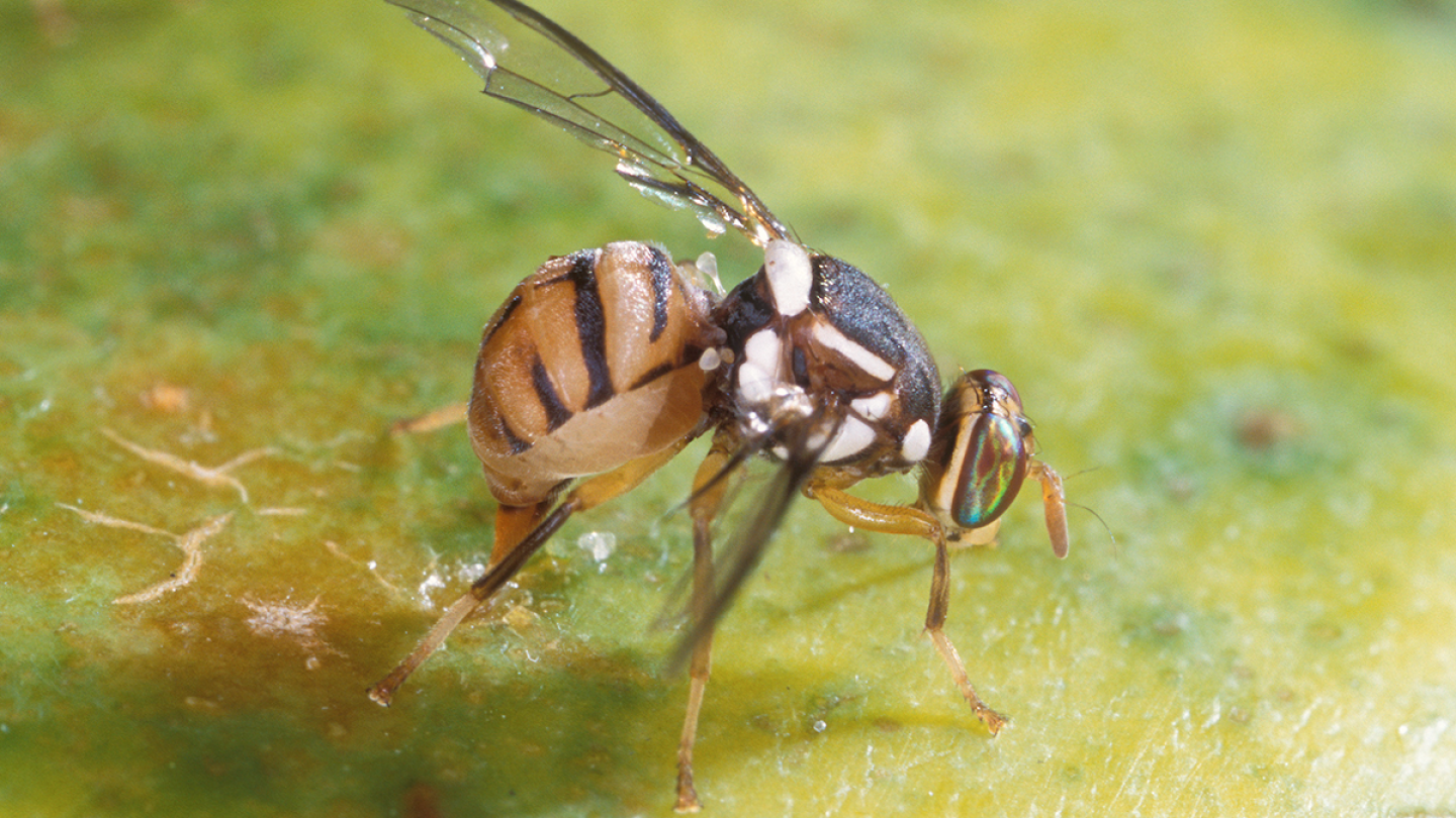 USDA allocates $129.2M to combat exotic fruit fly outbreaks - The Packer