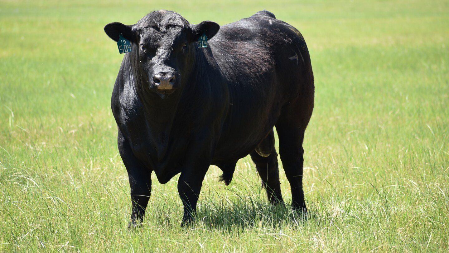 Across Breed EPD Adjustment Factors - Drovers