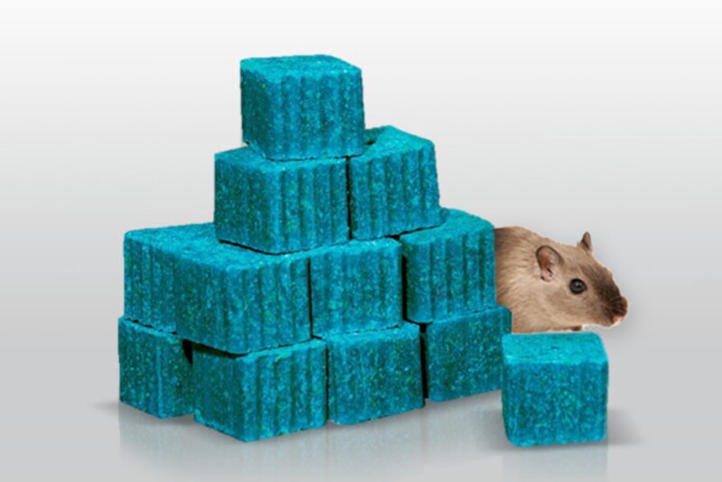 Downtime Baiting Strategies for Rodent Control