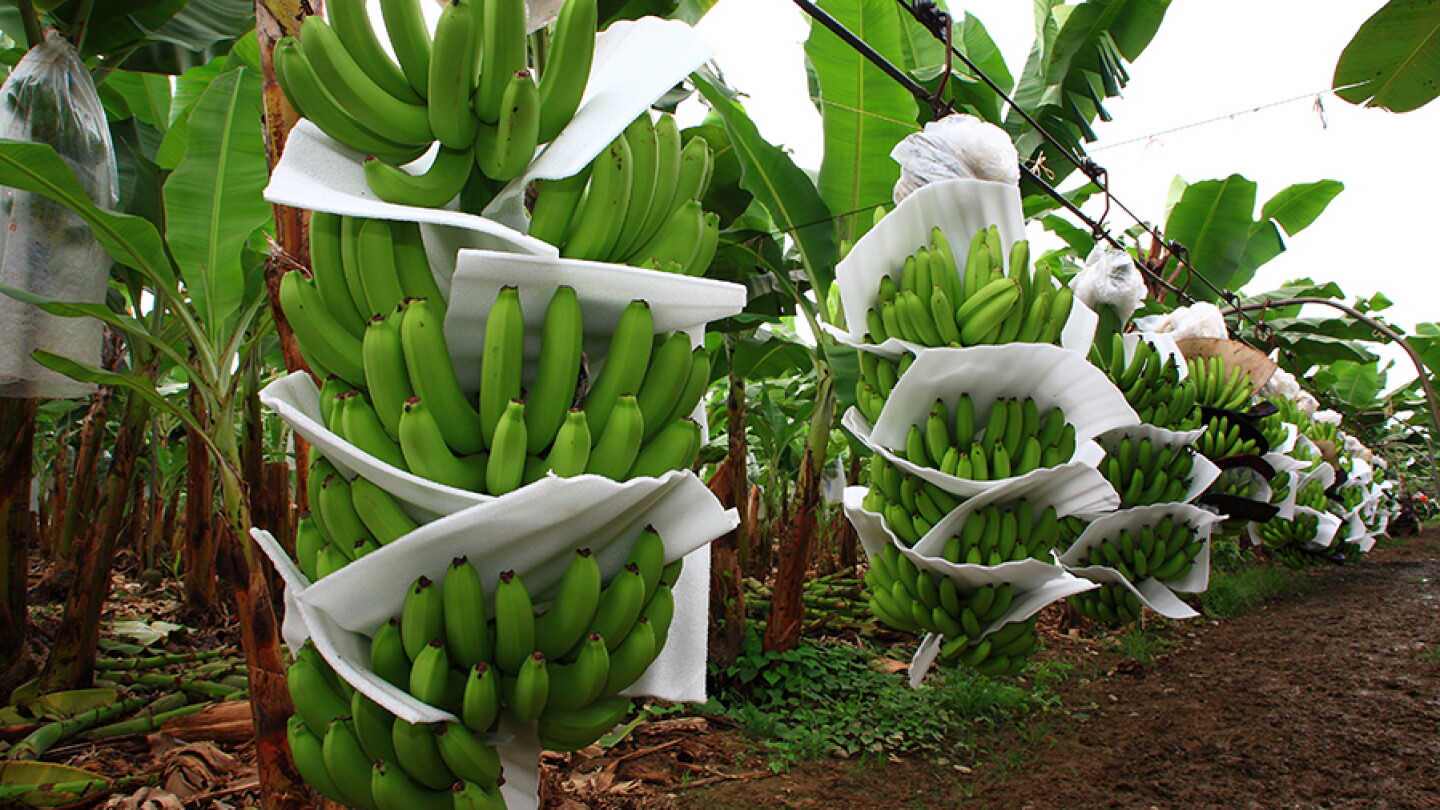 Banana volume to rebound after weather woes - The Packer
