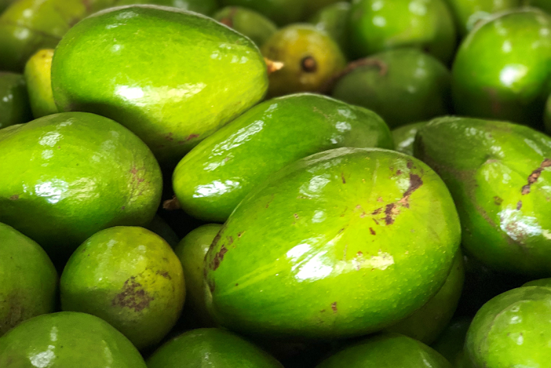Strong crop expected for Florida avocados - The Packer