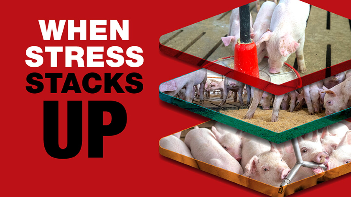 When Stress Stacks Up: It’s Time to Make Weaning a Better Experience ...