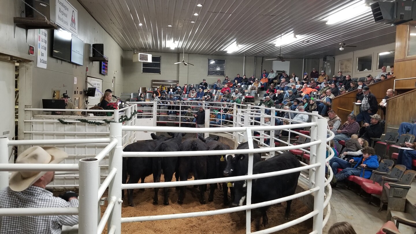 Missouri Show-Me-Select Heifer Prices Up 20% - Drovers