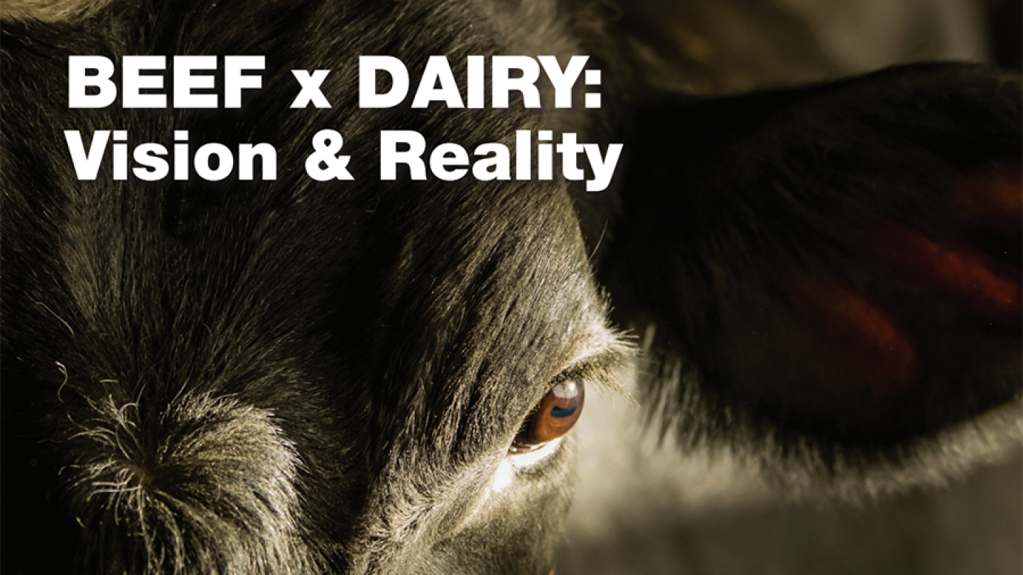 Beef X Dairy: Vision & Reality - Drovers