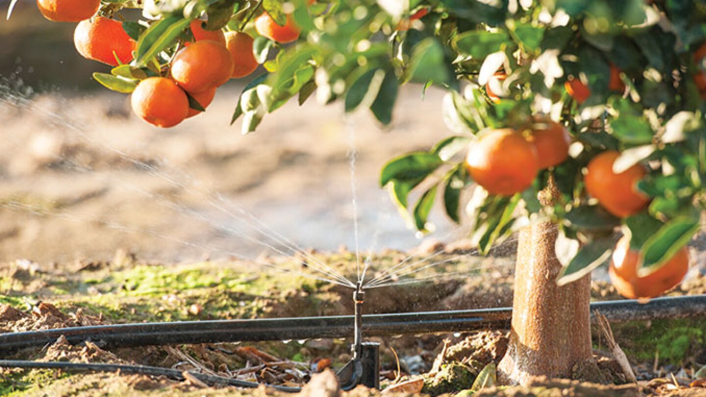 Sunkist puts focus on sustainability - The Packer