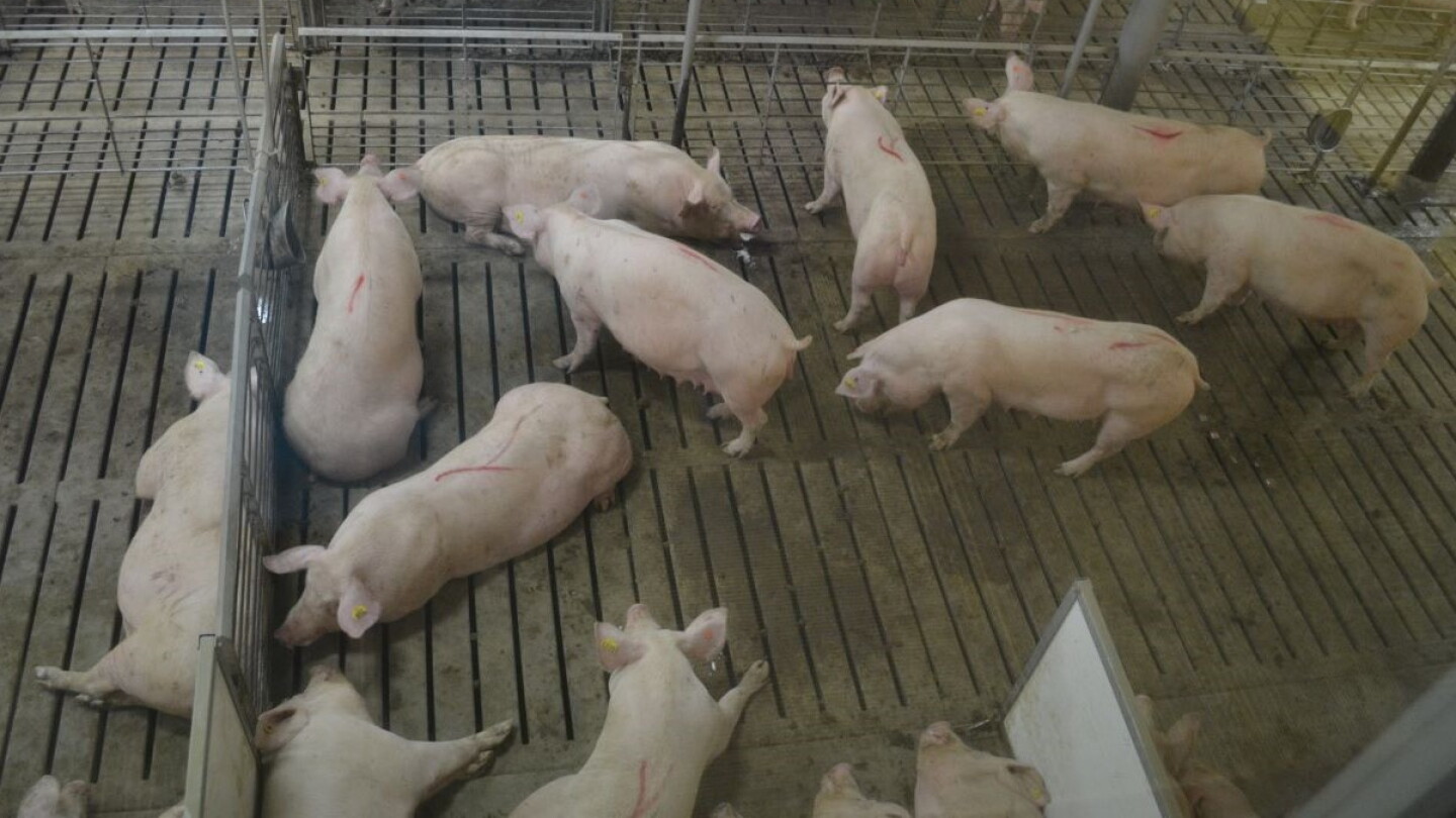 5 Ways to Improve Sow Longevity - Pork Business