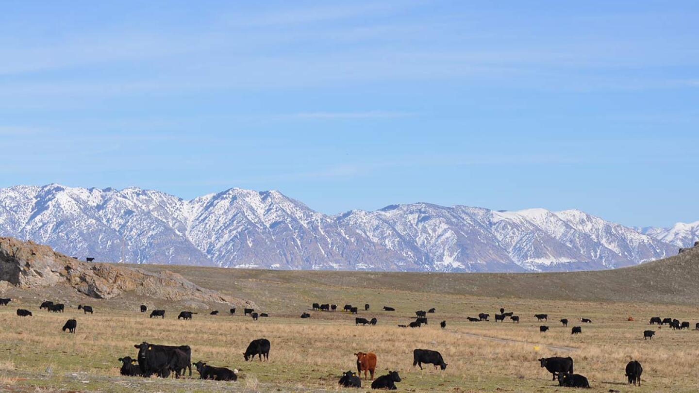 Ferry: Beef Producers Must Share Their Environmental Stories - Drovers