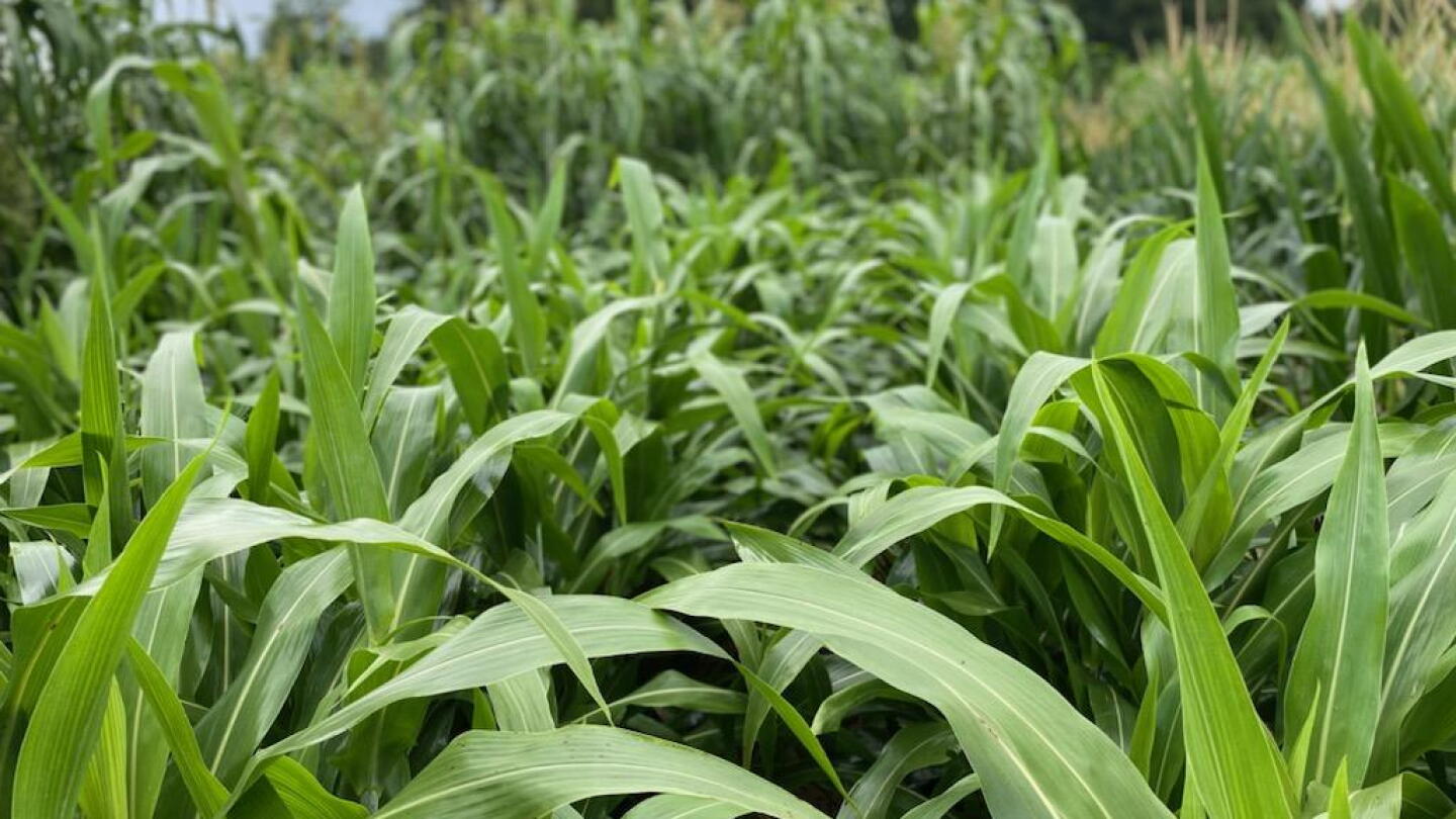 Alta Seeds Brings Herbicide Tolerance to EMPYR Premier Forages - The Scoop