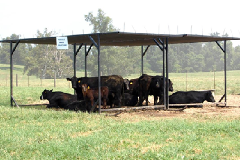 Shade Options for Open Lots - Drovers