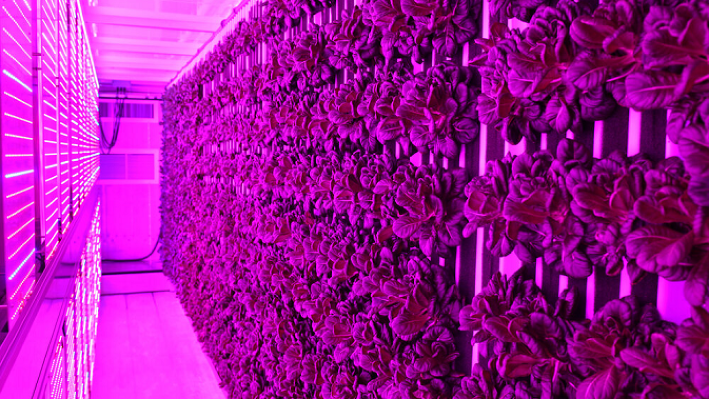 The Challenge and Opportunity of Container Farming - The Packer
