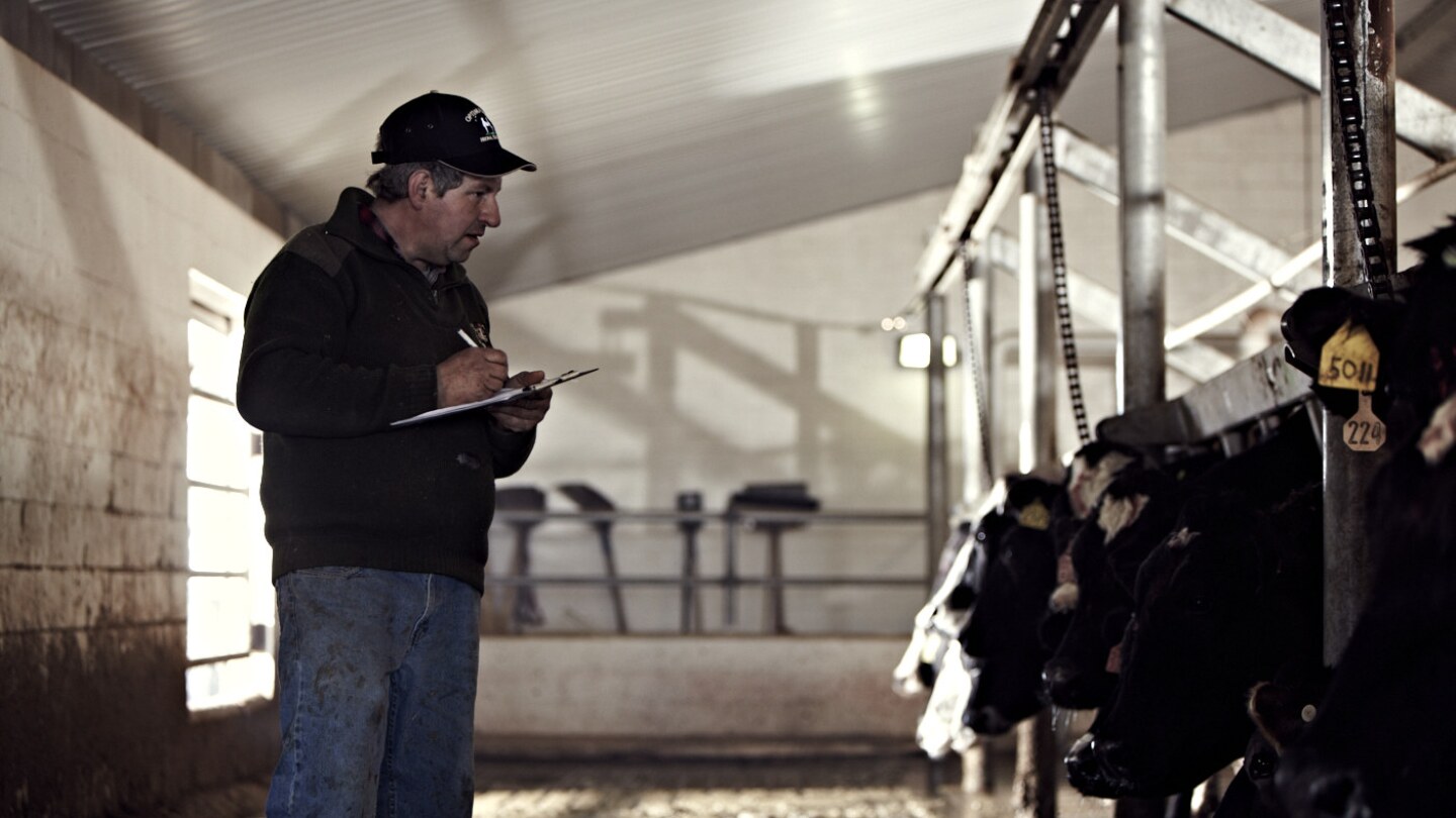 Prevent Overstocking to Protect Cow Health - Bovine Vet