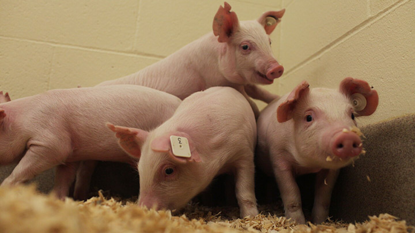 No More Room: Genetically Modified Pigs Are Changing Lives