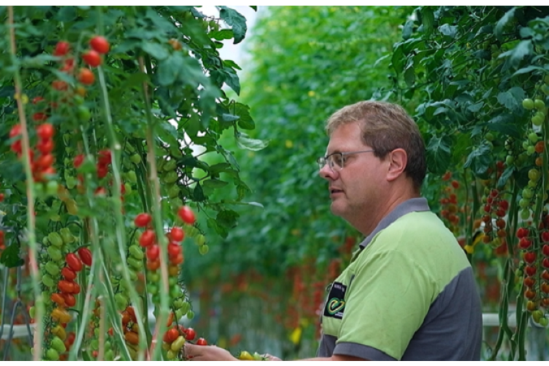 Enza Zaden identifies ‘highly resistant’ gene to tomato virus - The ...