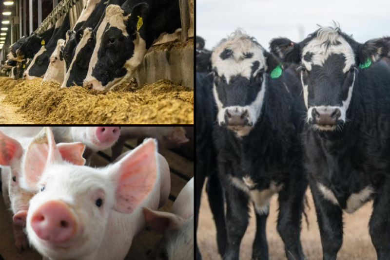 Vaccines Using mRNA Can Protect Farm Animals Against Diseases ...